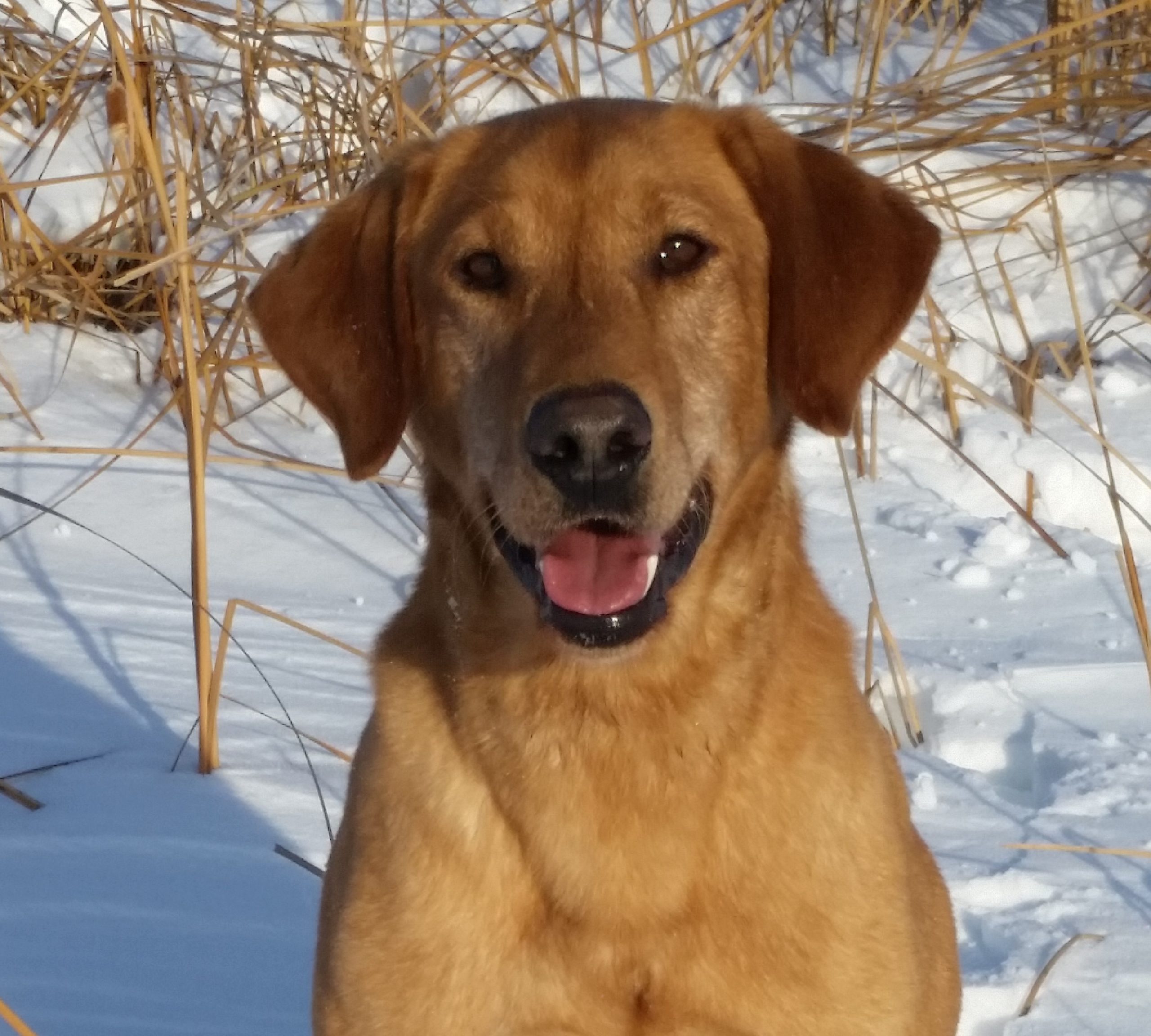 Bird Dog Labs, LLC